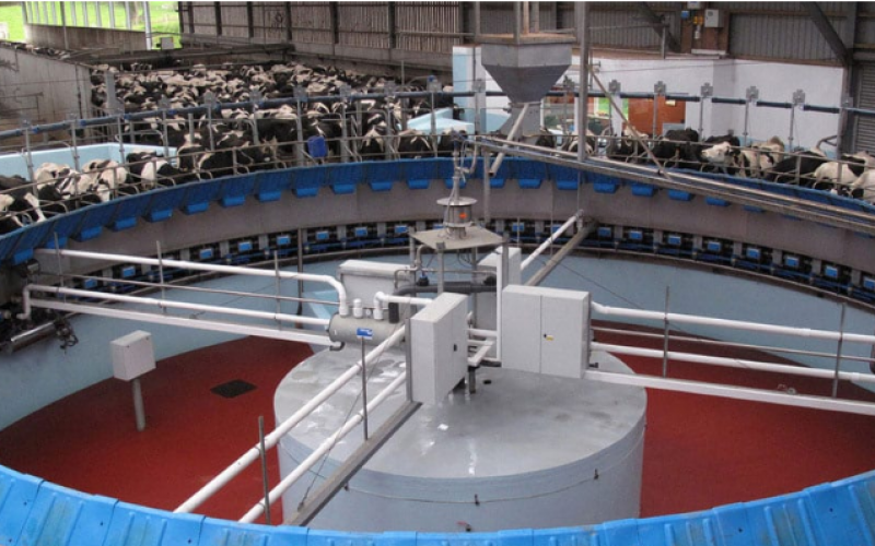 Buffalo Milking Parlour