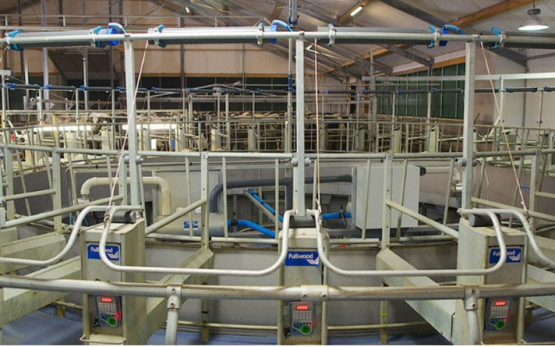 Buffalo Milking Parlour